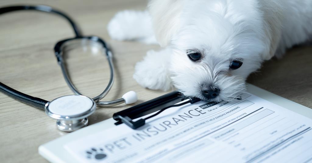 Will the CMA cap for UK vet prescription fees fix the ‘broken’ pet ...