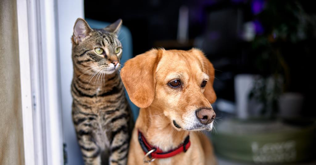 Pets at Home set to launch own insurance proposition | Insurance Times