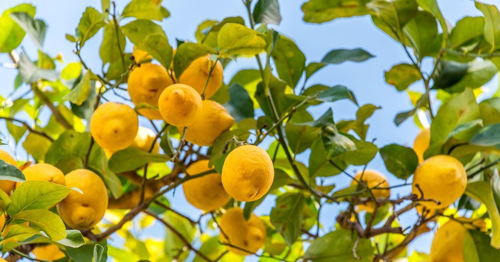 Insurtech Lemonade forms new partnership to launch 'game changer ...