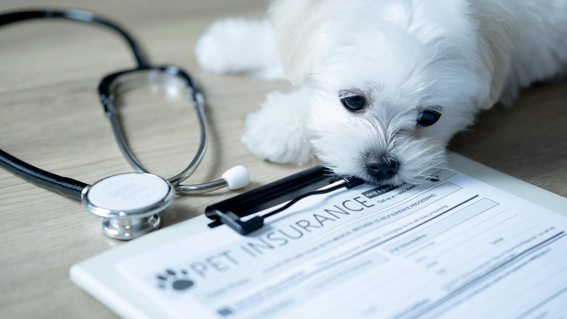 Will the CMA cap for UK vet prescription fees fix the ‘broken’ pet ...